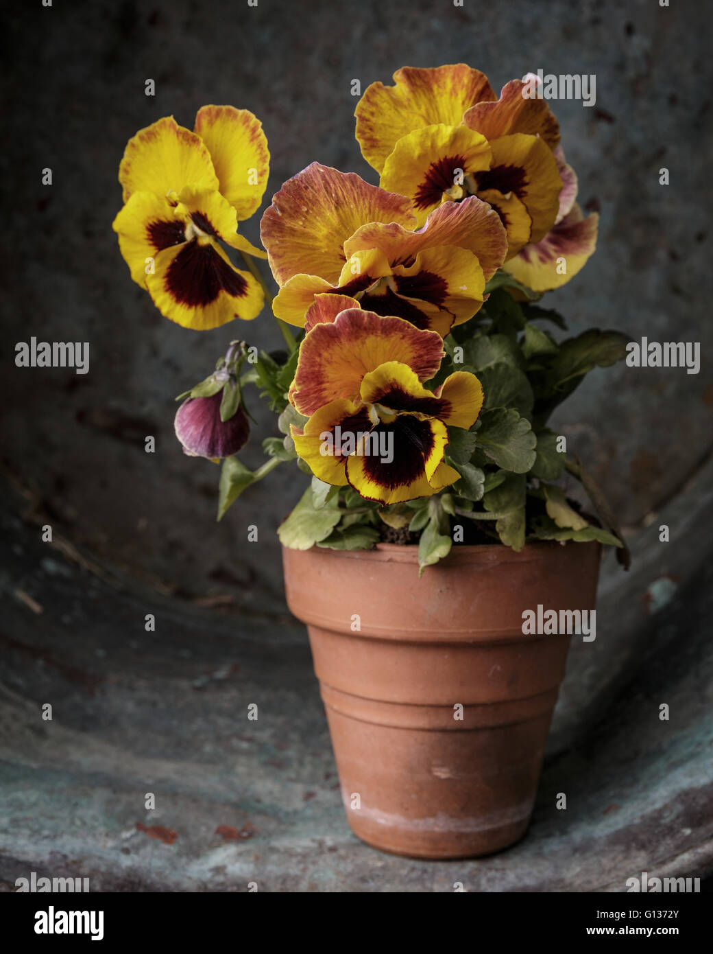 Pansy flowers in a clay pot Stock Photo - Alamy