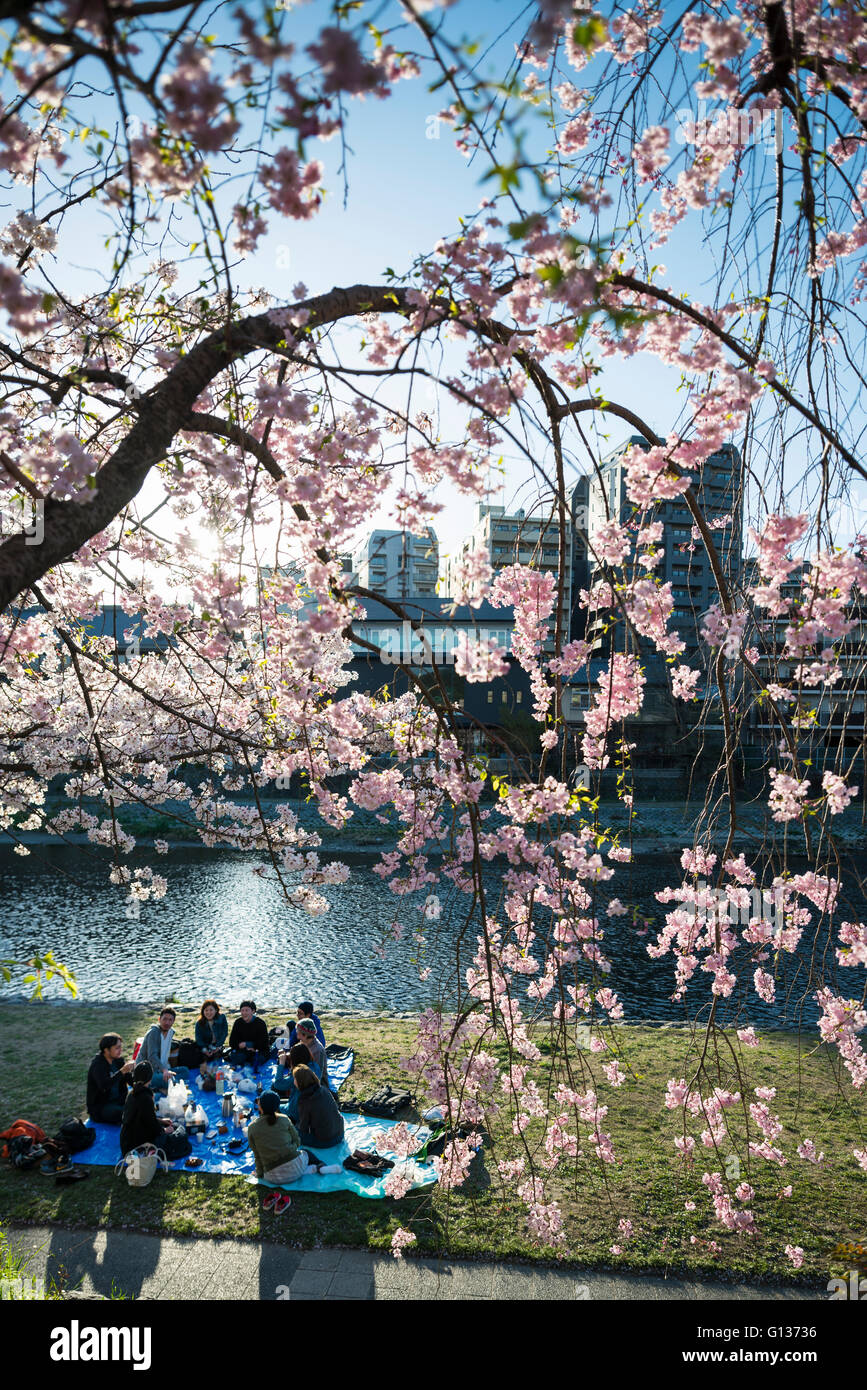 Hanami kyoto hi-res stock photography and images - Alamy