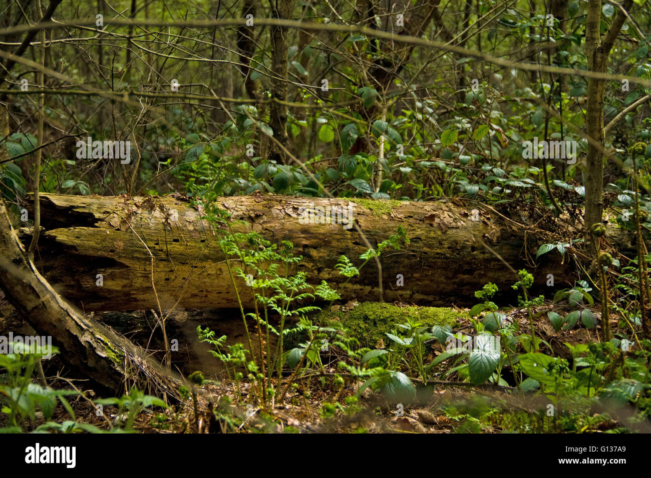 Woodland rot hi-res stock photography and images - Alamy