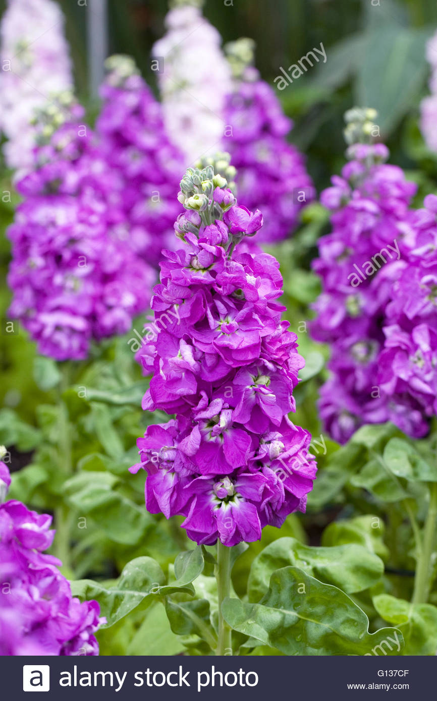 Head Stocks Stock Photos & Head Stocks Stock Images - Alamy