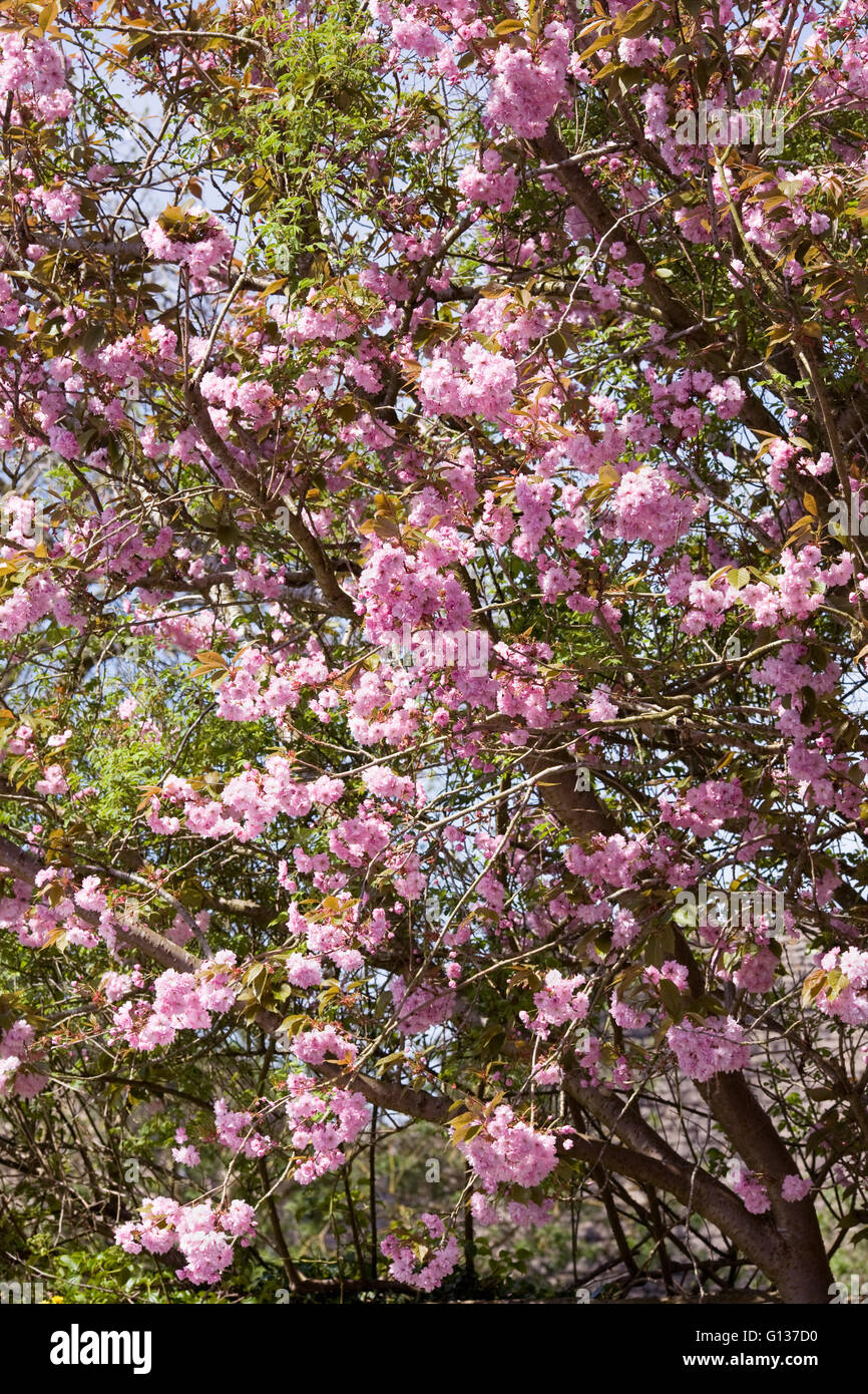 Blossom tree spring uk hi-res stock photography and images - Alamy