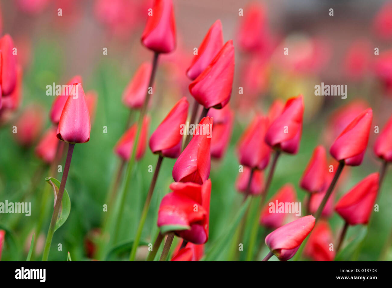 tulip flowers in garden with bright red color Stock Photo - Alamy