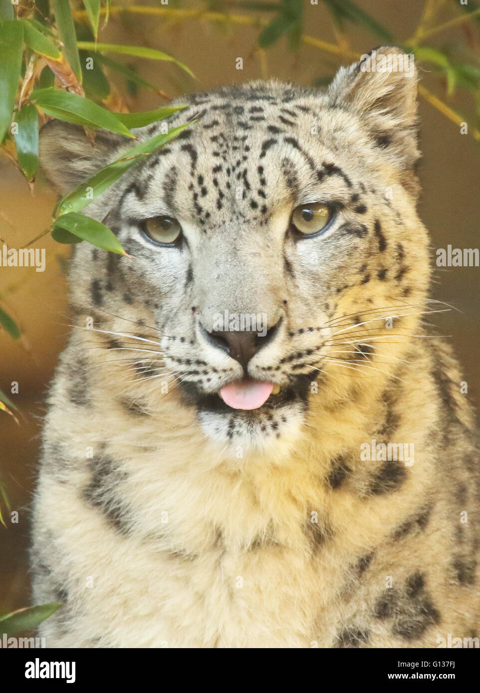 A playful portrait of a Snow Leopard Stock Photo - Alamy