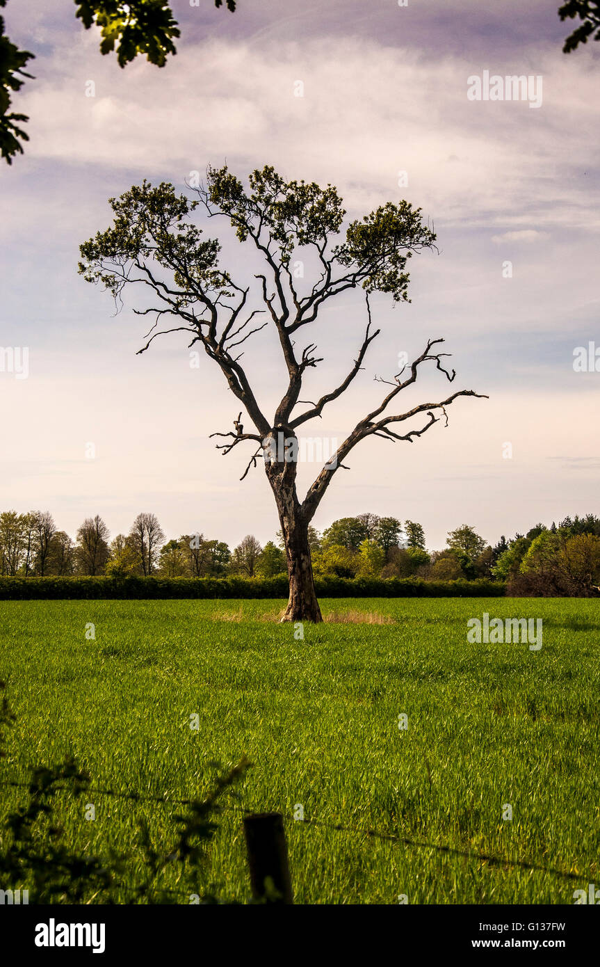 lonely Tree in a fallow field Stock Photo - Alamy
