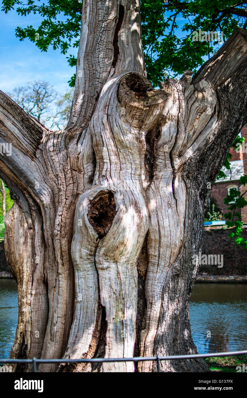 Gnarled oak tree hi-res stock photography and images - Alamy