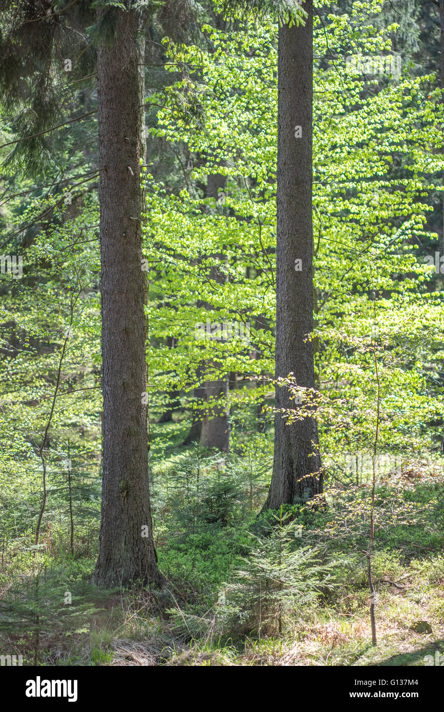Sunlit deciduous middle european spring forest budding fresh green ...