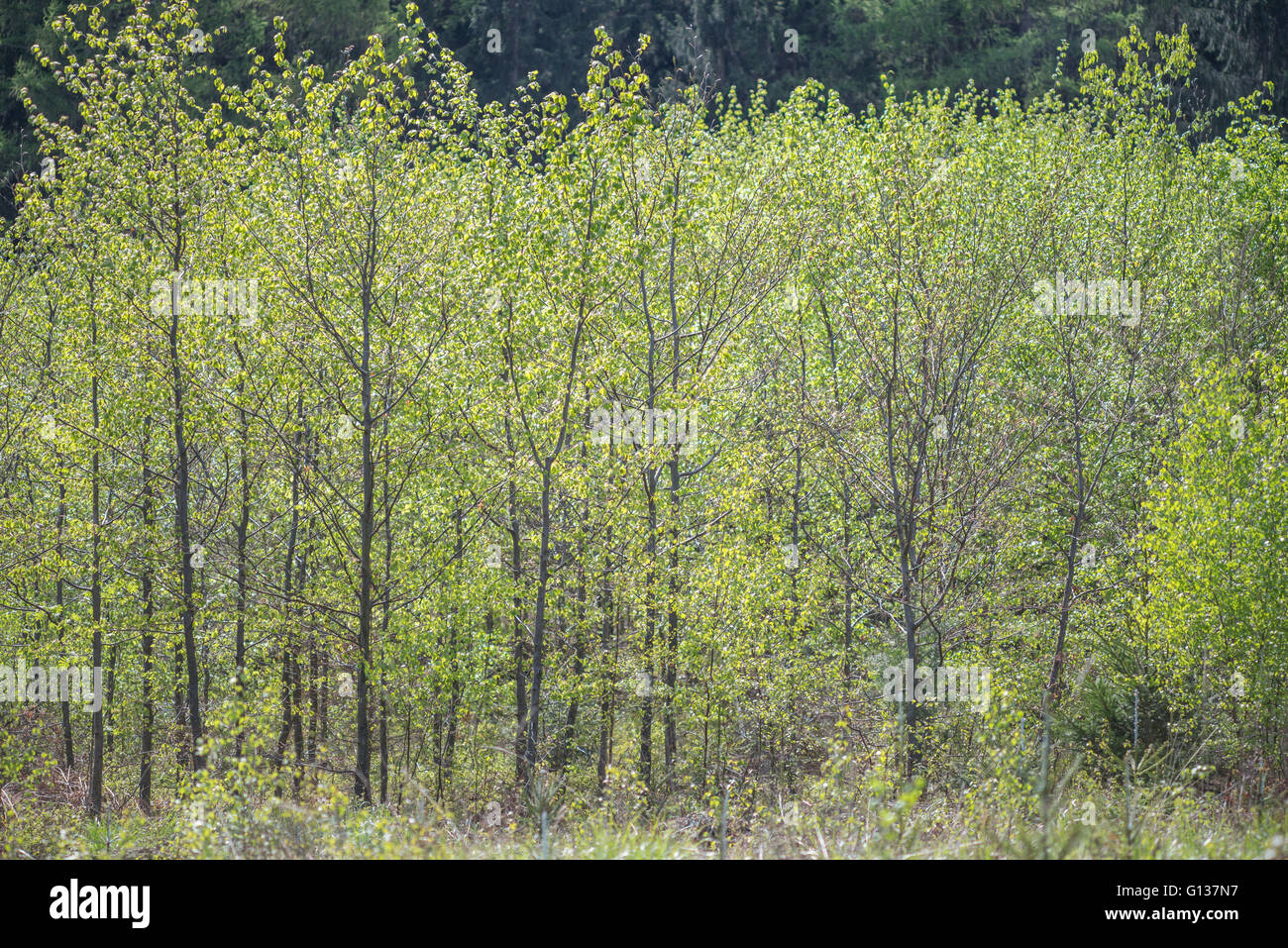Sunlit deciduous middle european spring forest budding fresh green ...
