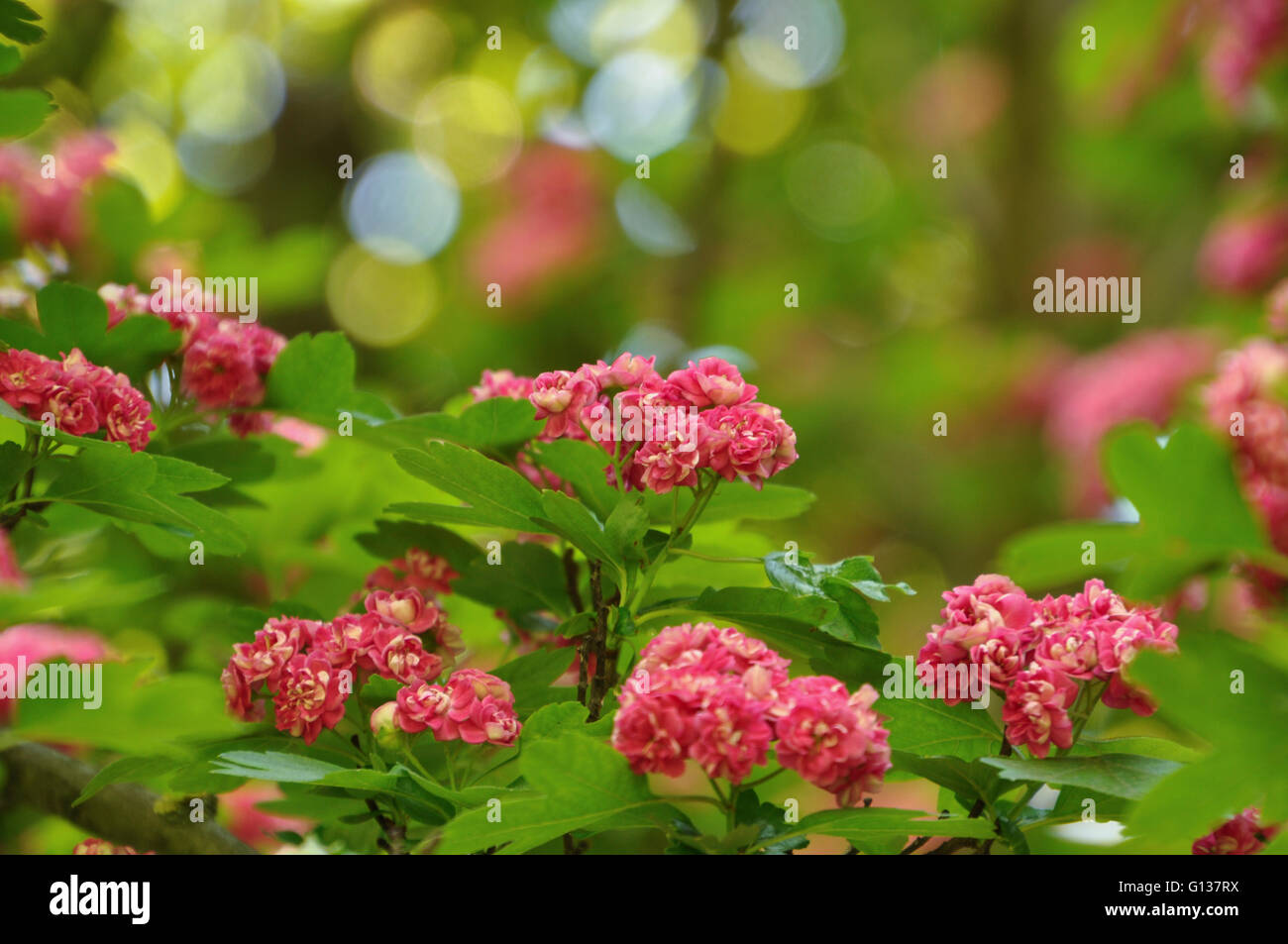 branch of flowering hawthorn rose on bokeh background, toning Stock ...