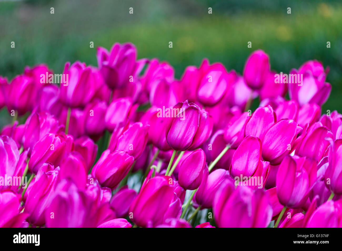 Camlica park hi-res stock photography and images - Alamy