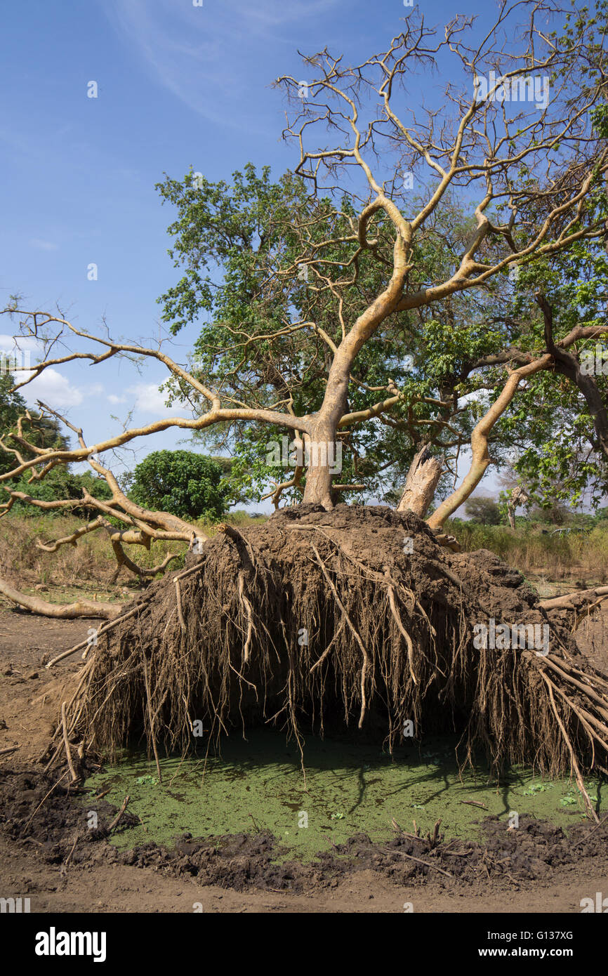 Uprooted tree hi-res stock photography and images - Alamy