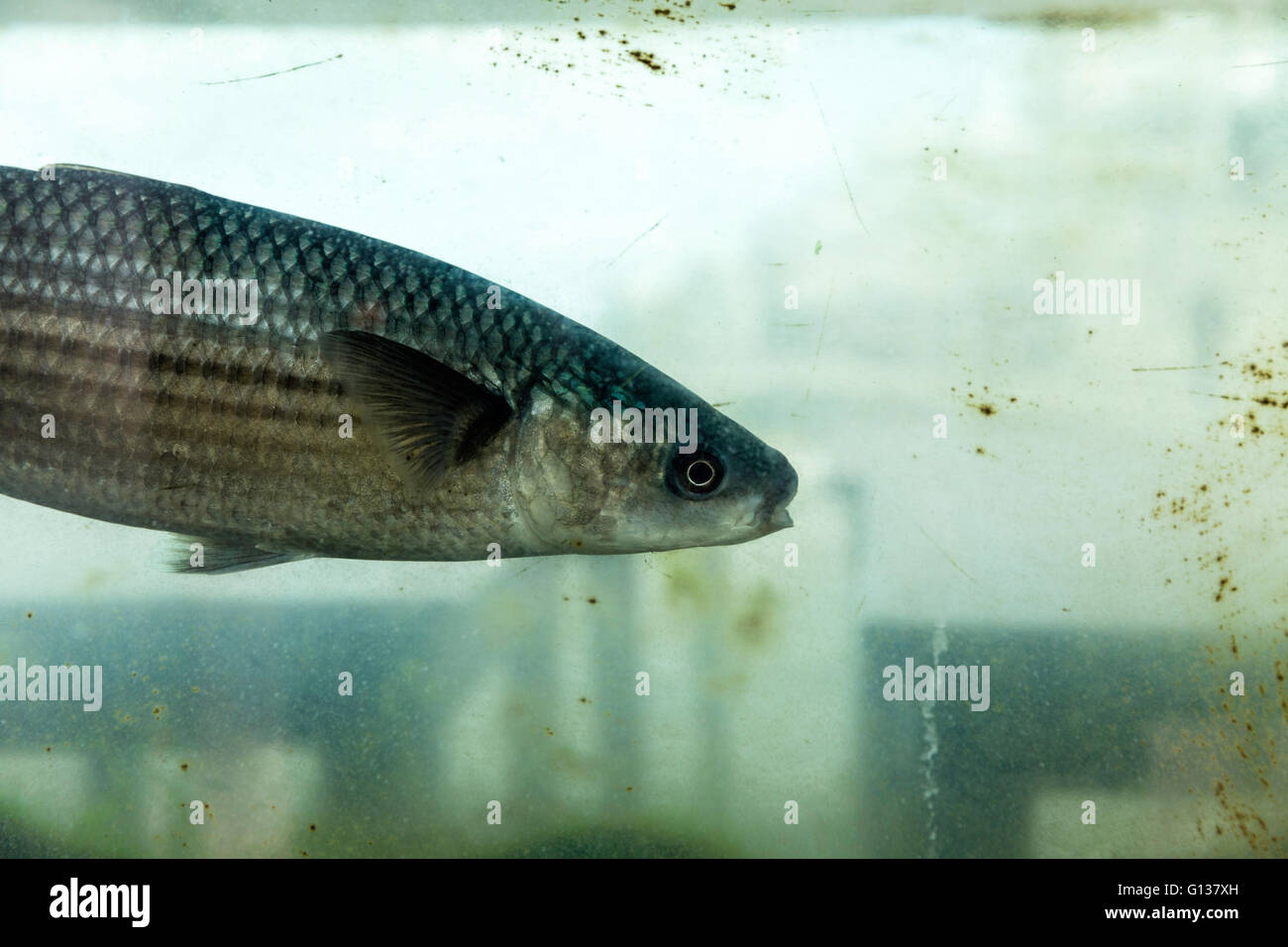 Silver bass fish hi-res stock photography and images - Alamy