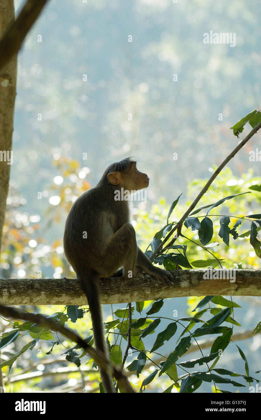 Profile of wild young Bonnet Macaque / Monkey (Macaca Radiata) sitting ...