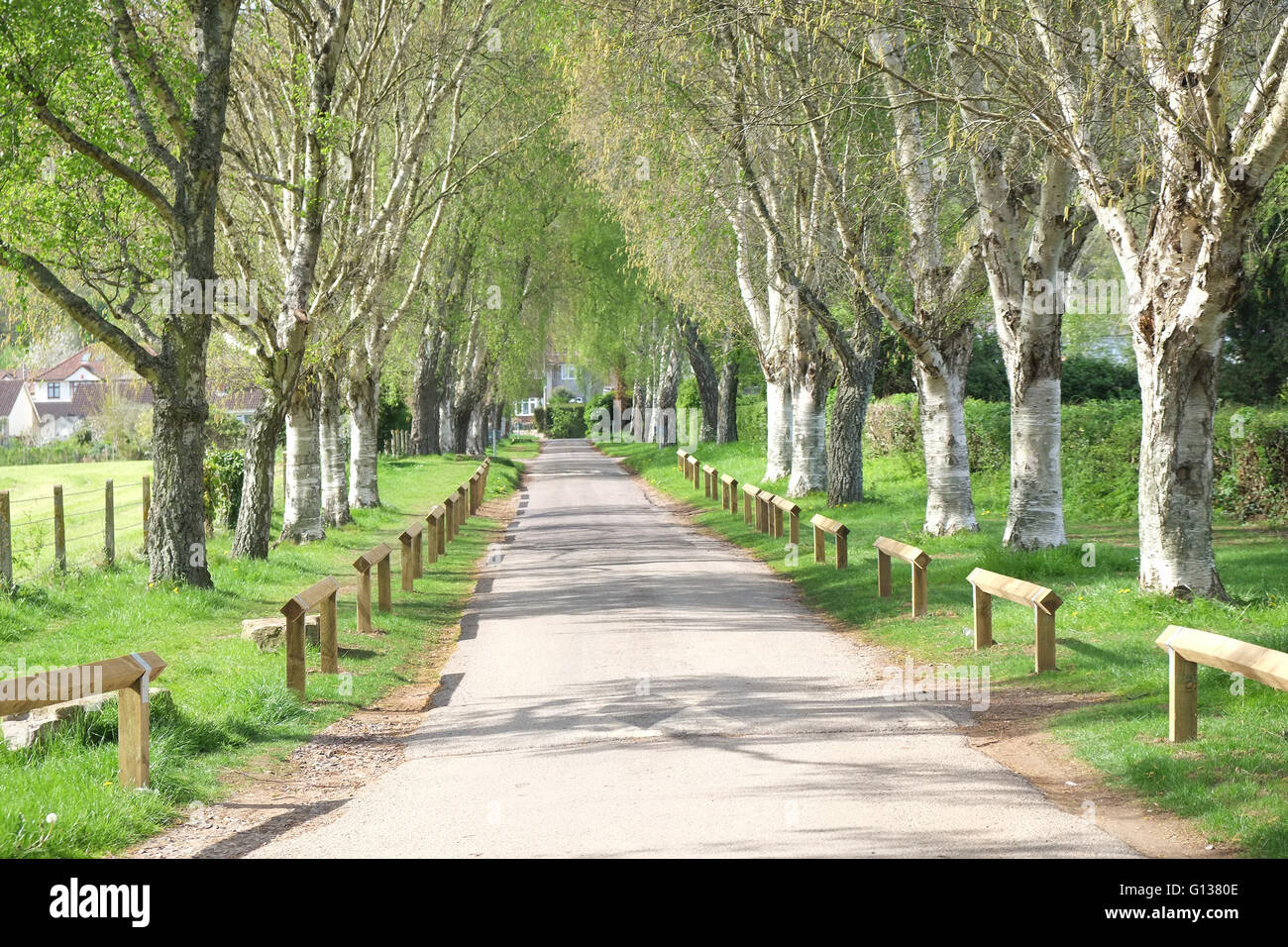 Avenue trees garden path hi-res stock photography and images - Alamy
