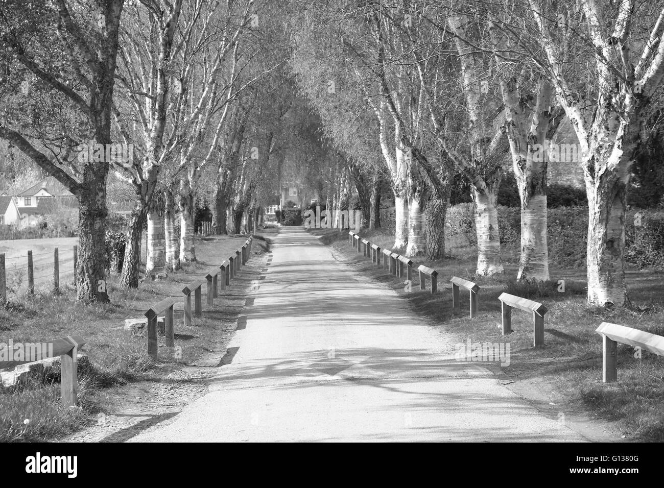 Road straight trees avenue hi-res stock photography and images - Alamy