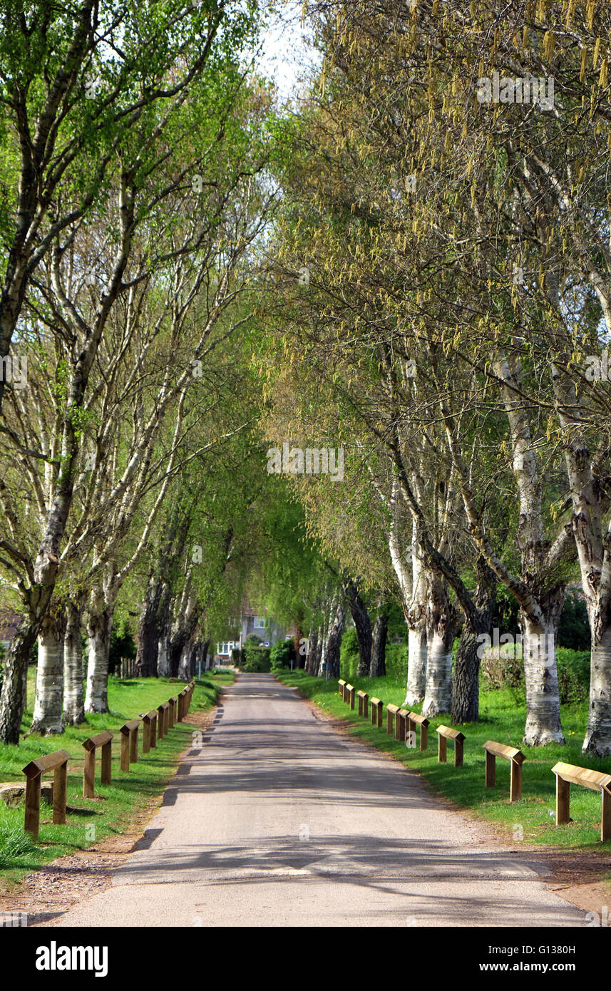 Road straight trees avenue hi-res stock photography and images - Alamy