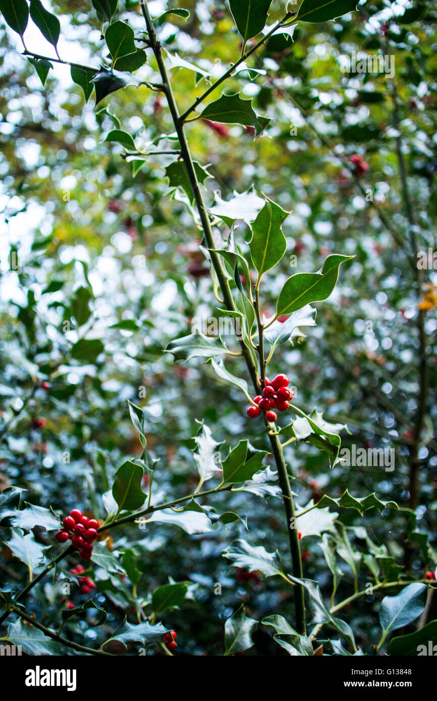 Red Holly Berries on Holly Bush in autumn sun Stock Photo - Alamy