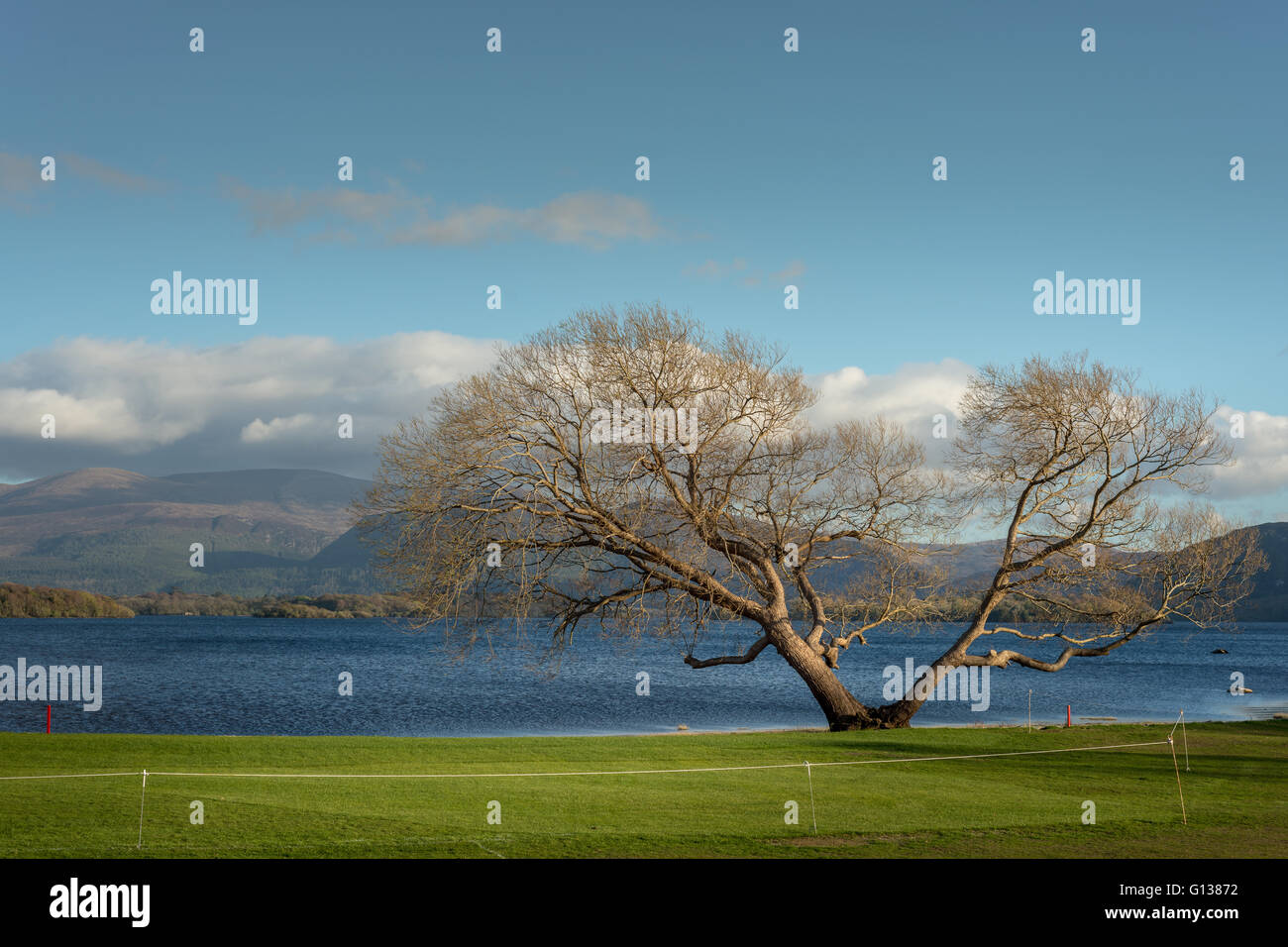 Fossa tree hi-res stock photography and images - Alamy