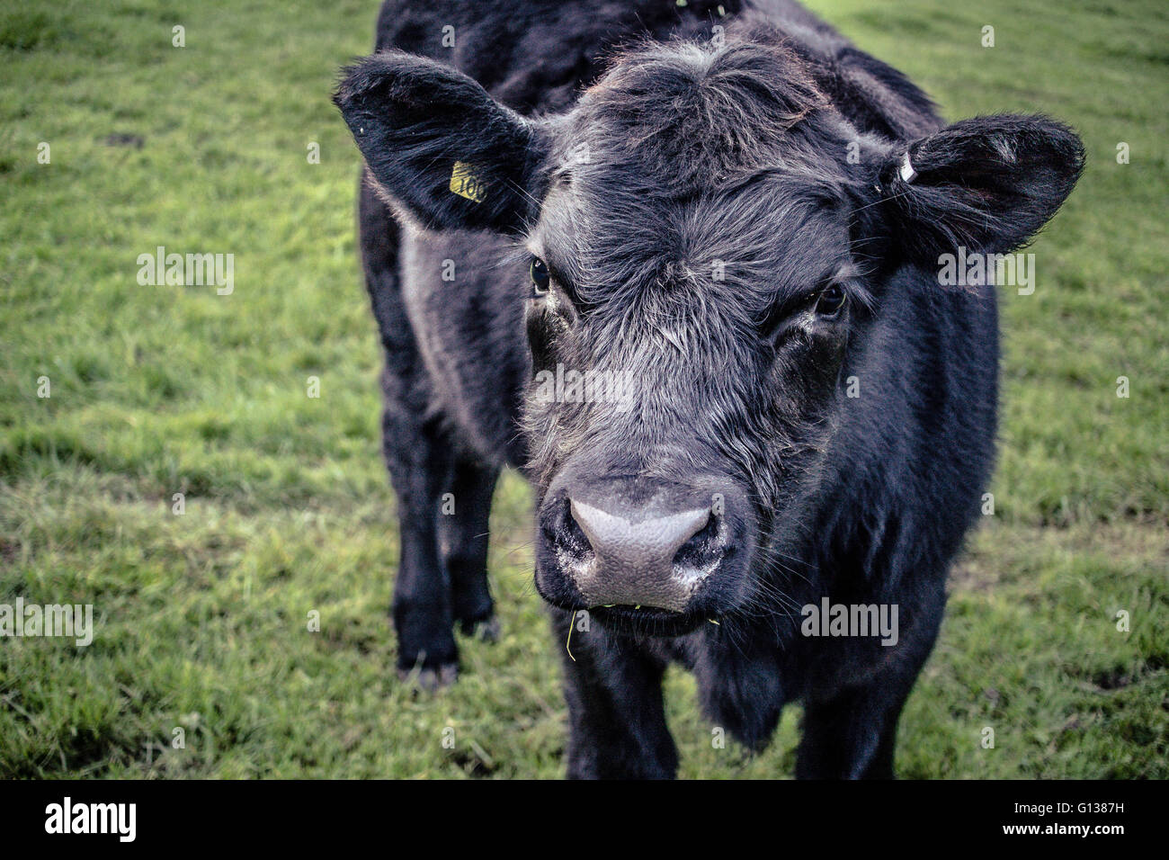 Aberdeen angus calf hi-res stock photography and images - Alamy