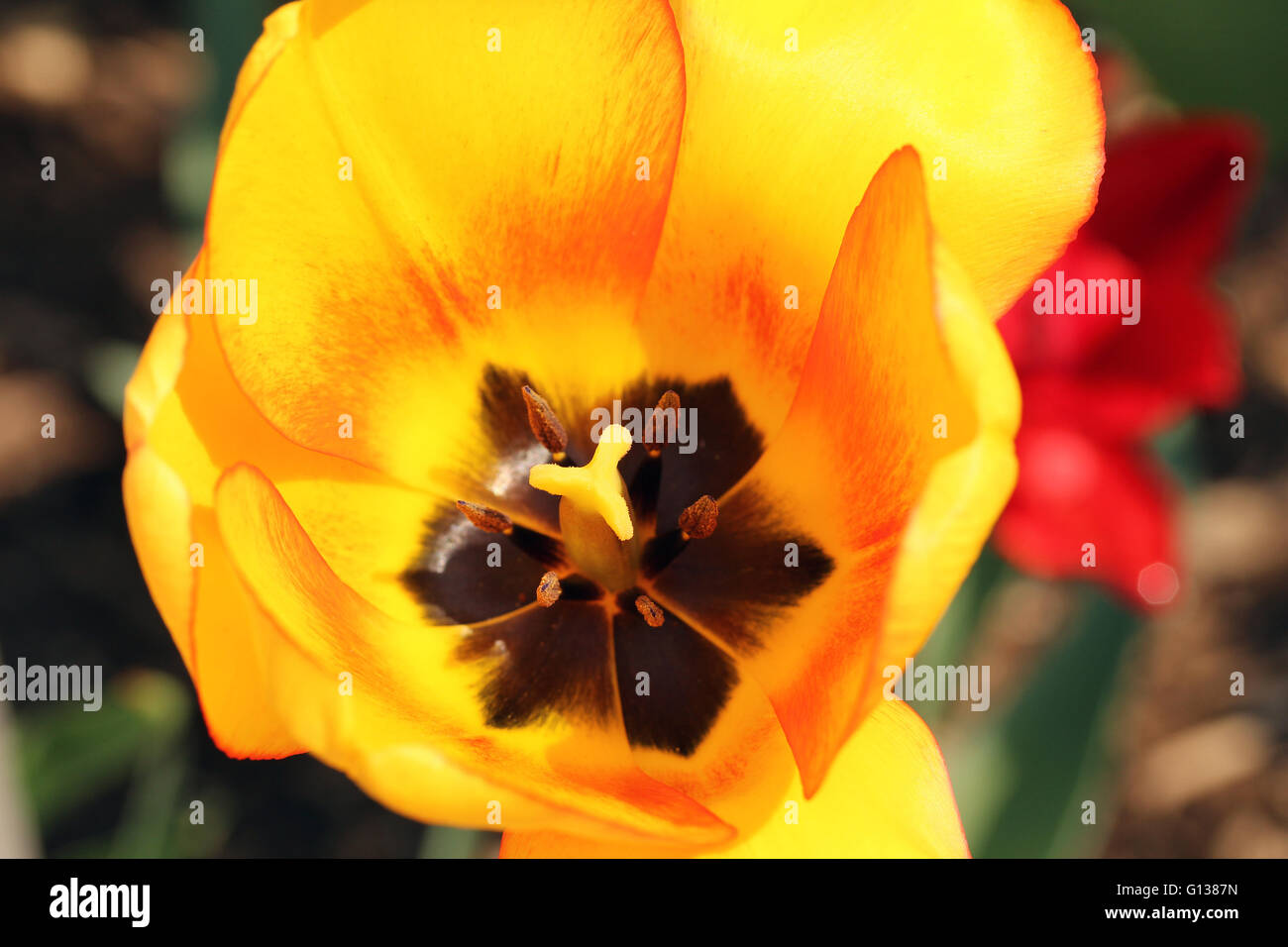 A fiery red and yellow tulip Stock Photo - Alamy