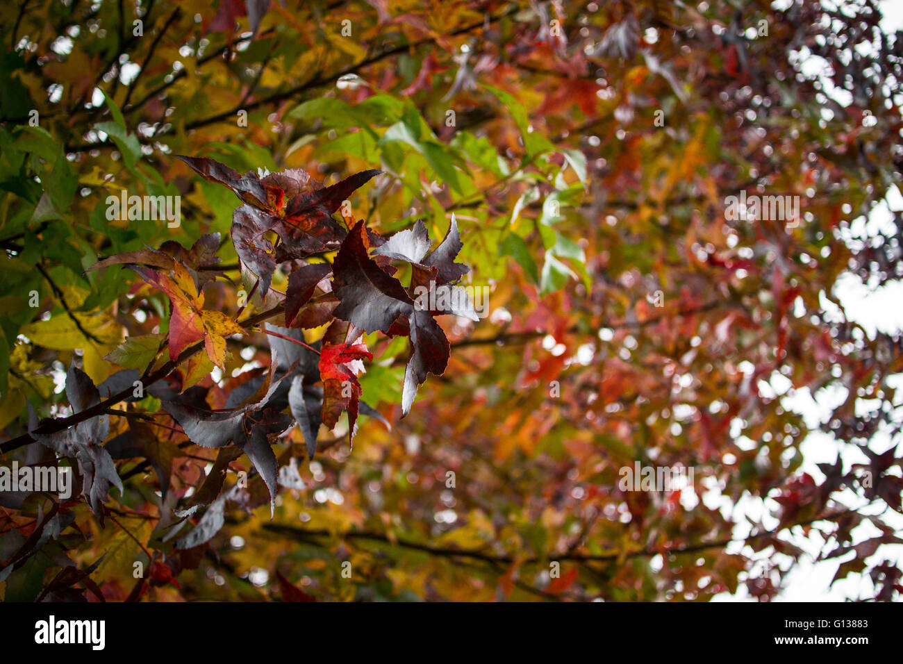 Purple coloured leaves hi-res stock photography and images - Alamy