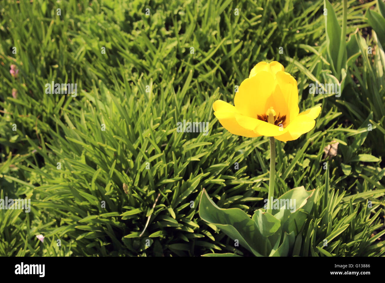 Lone tulip hi-res stock photography and images - Alamy