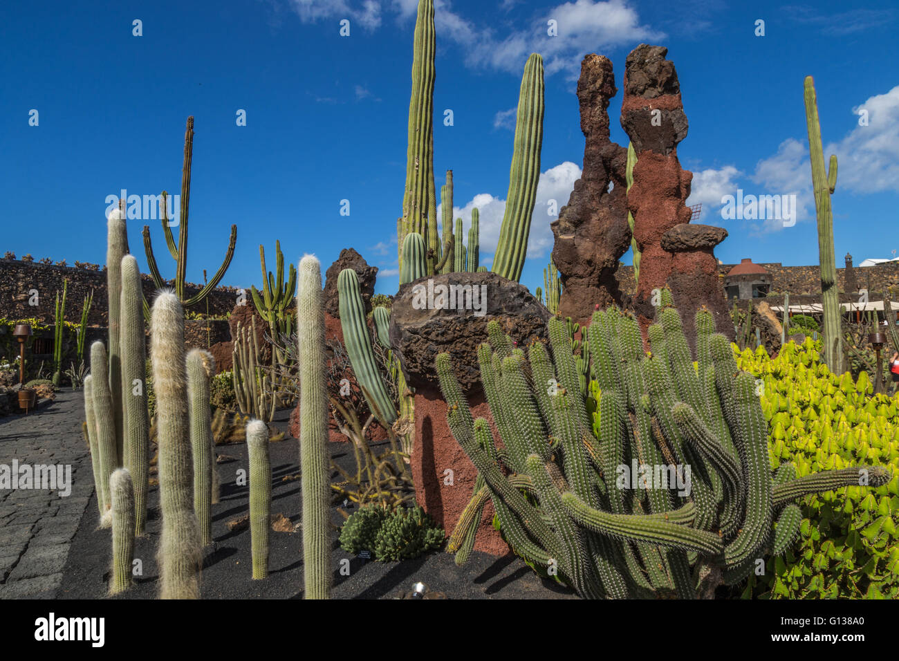 Lanzarote Cactus Garden. Designed by César Manrique Stock Photo - Alamy