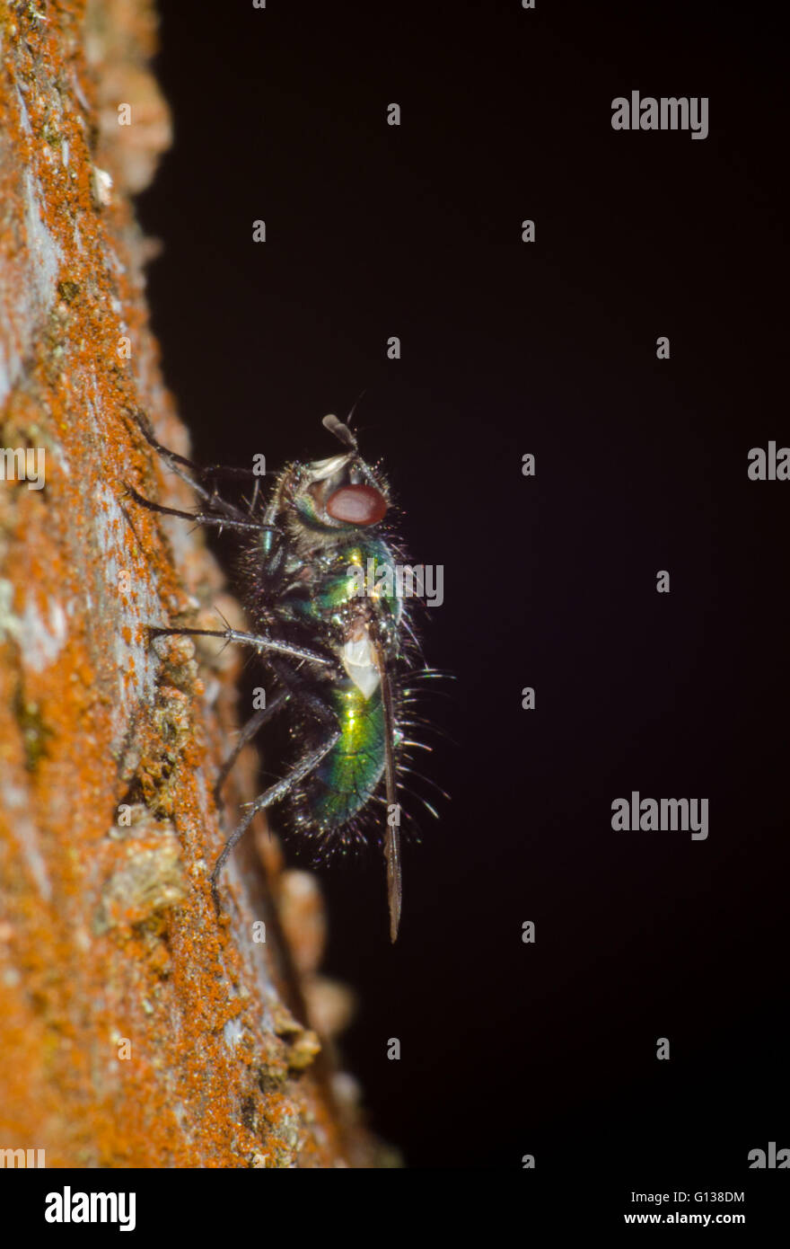 Fly on a tree hi-res stock photography and images - Alamy