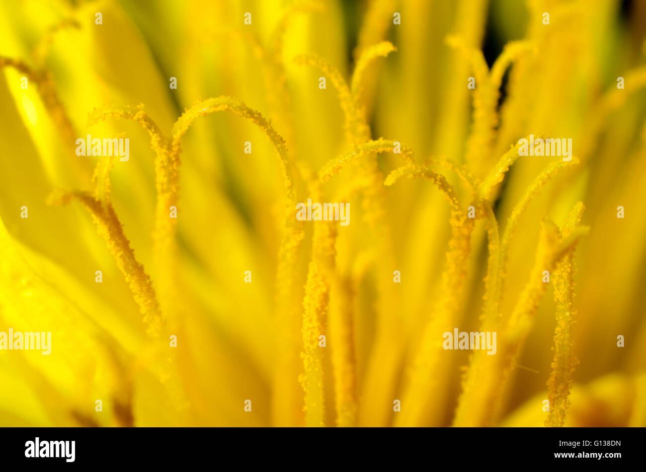 Stems of flower hi-res stock photography and images - Alamy