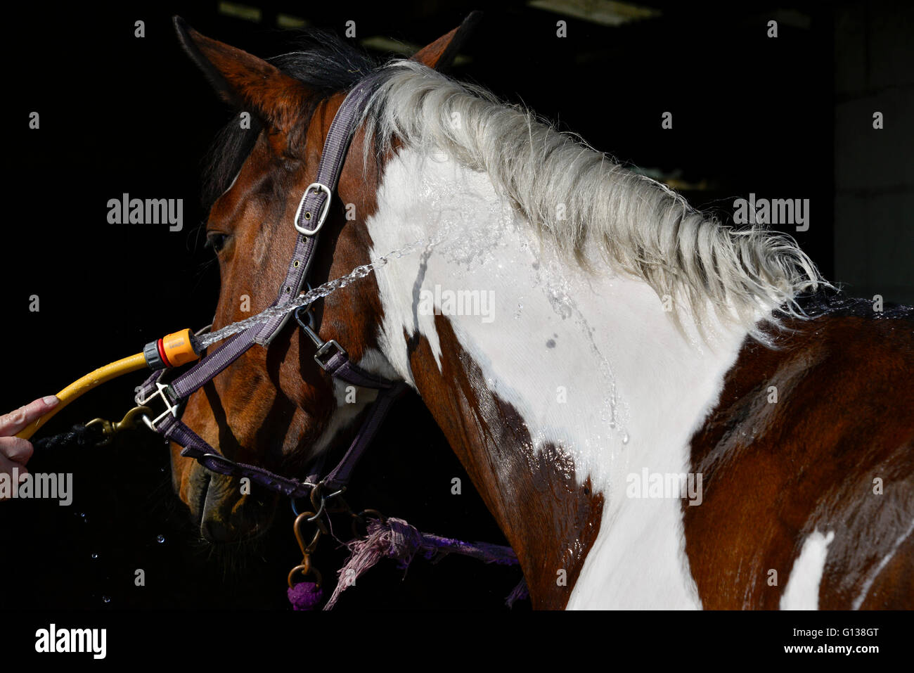 Cooling horse down hi-res stock photography and images - Alamy
