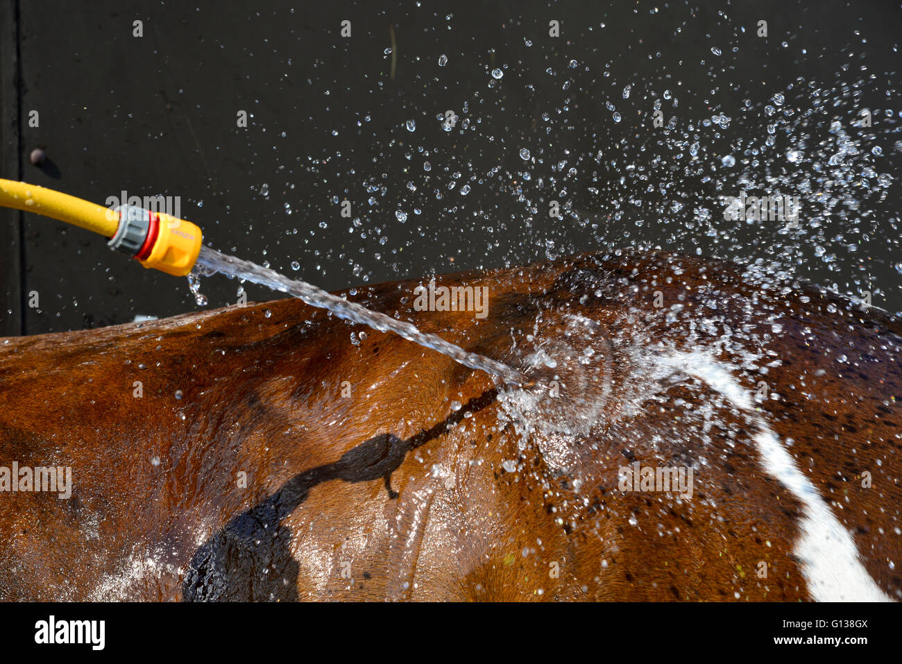 Washing horse hi-res stock photography and images - Alamy