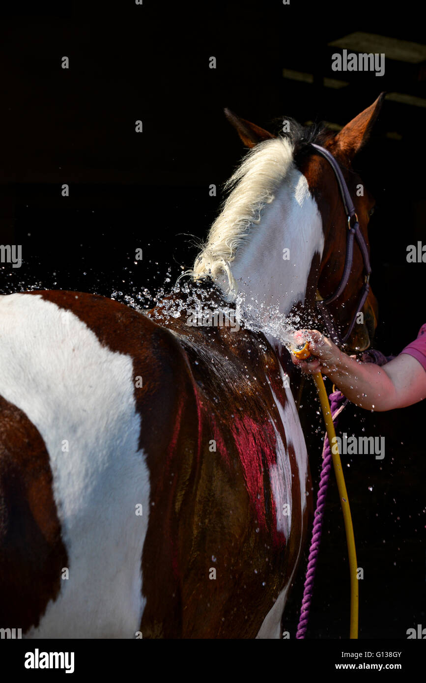 Long stables hi-res stock photography and images - Alamy