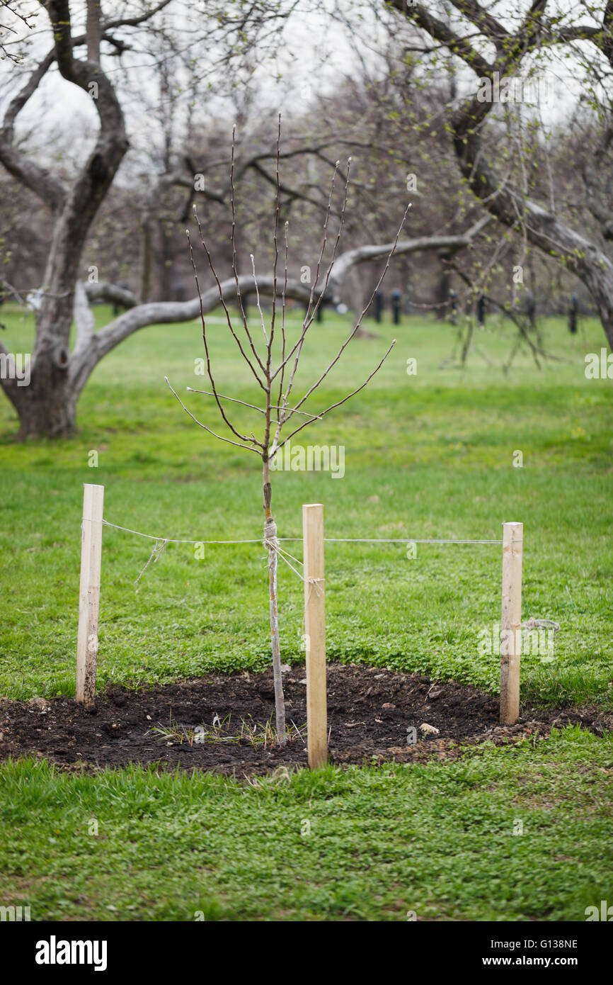 Recently planted young tree sprout growing in the green park with ...