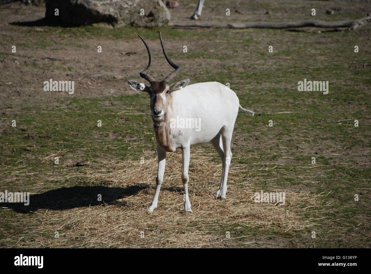 Addax antelope hi-res stock photography and images - Alamy