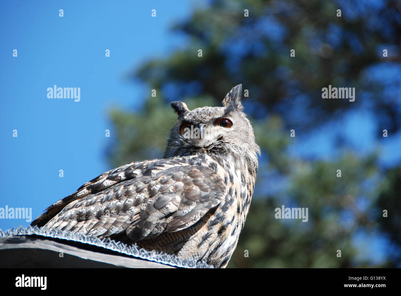 Eurasian eagle owl and prey hi-res stock photography and images - Alamy