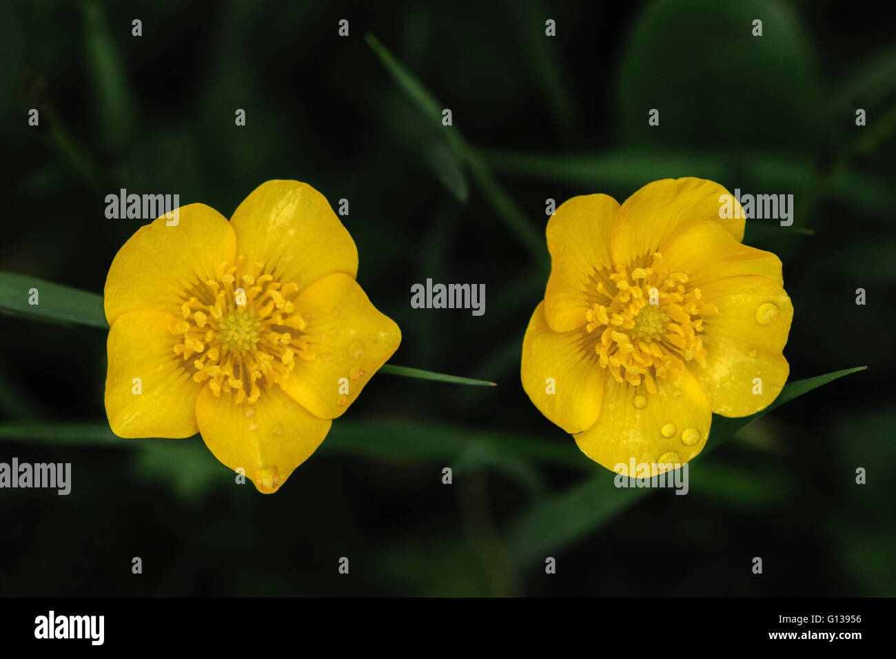 Plant buttercups hi-res stock photography and images - Alamy