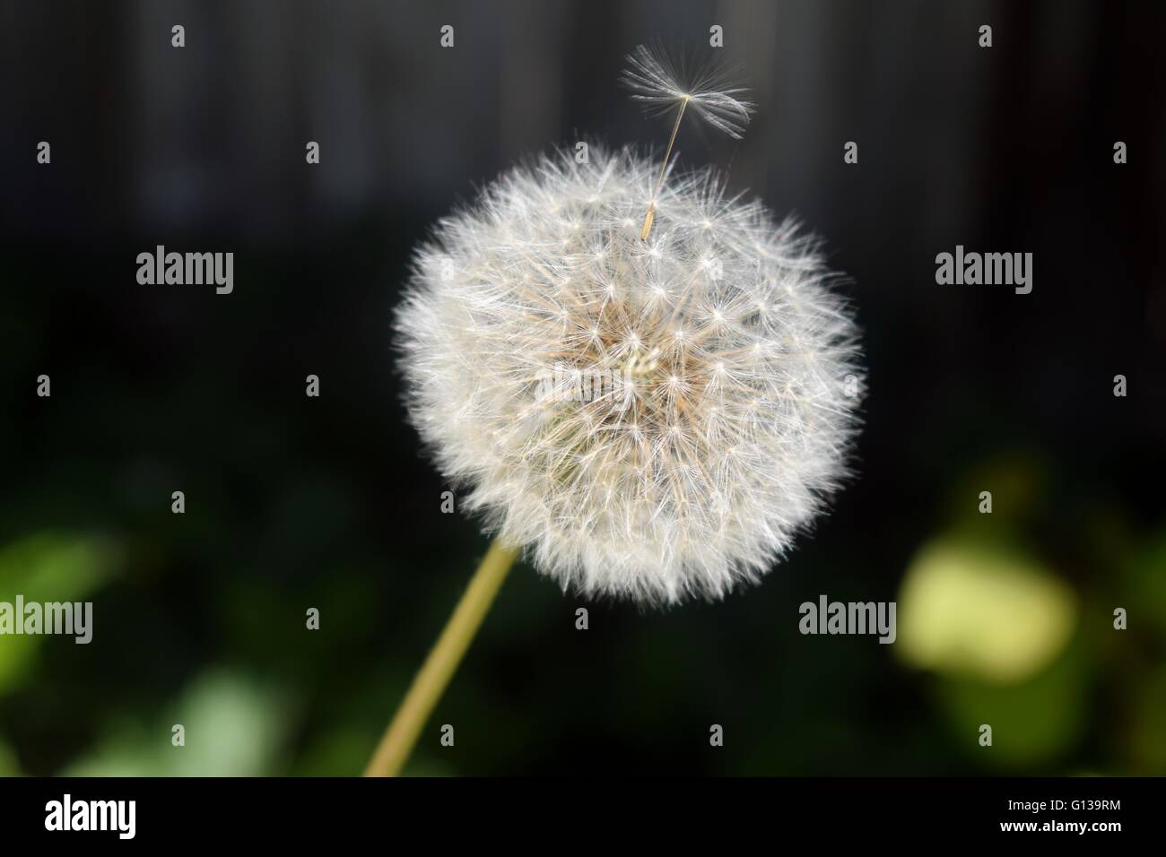 Closeup image of dandelion hi-res stock photography and images - Alamy