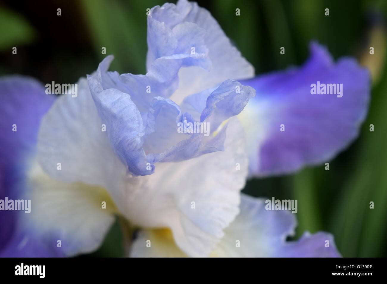 micro image of iris flower Stock Photo - Alamy