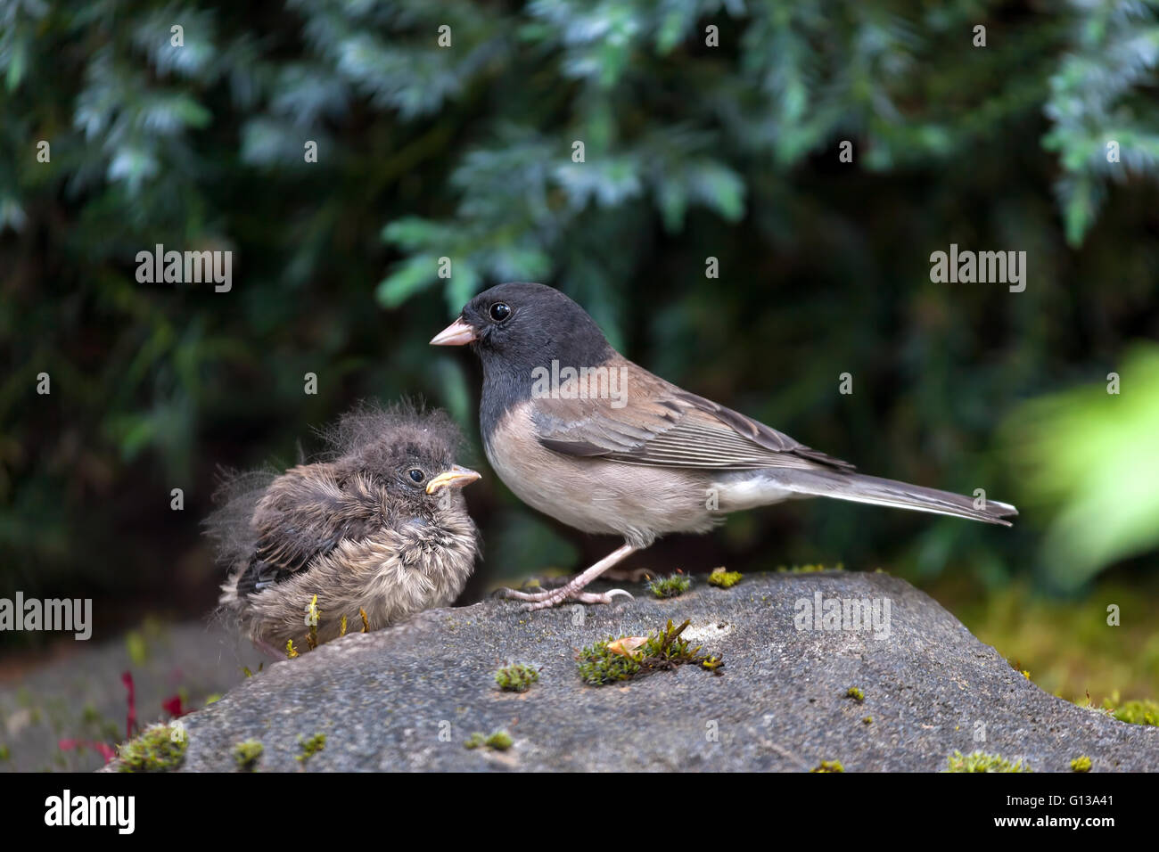 Dark eyed junco bird baby chick hi-res stock photography and images - Alamy