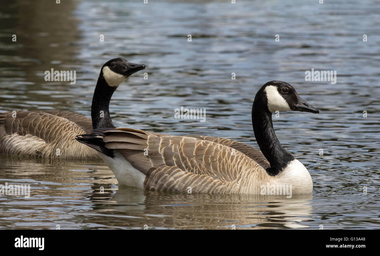 Canada Geese pair swimming in lake at Crystal Springs Rhododendron ...