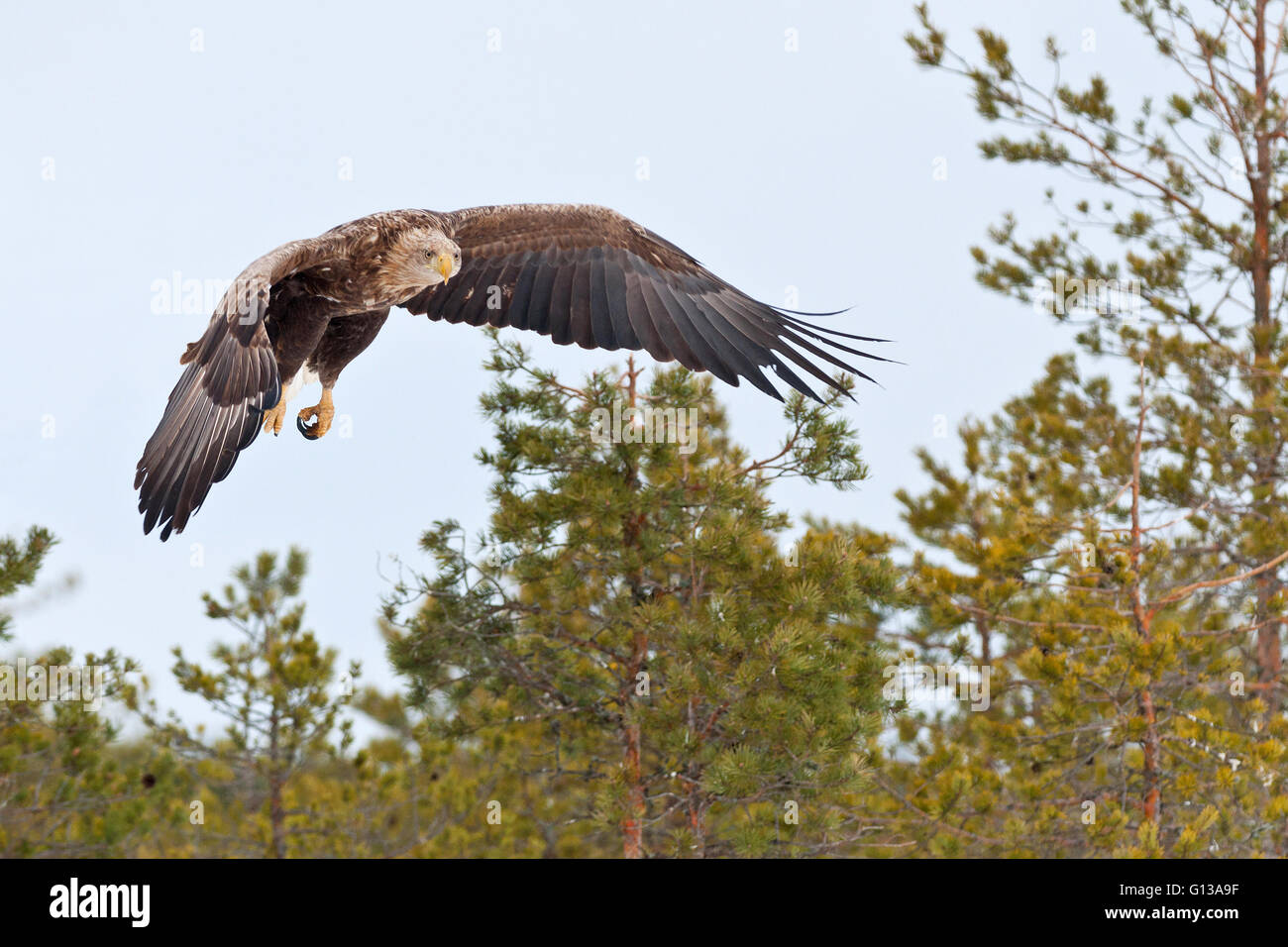 White-tailed Eagle in flight Stock Photo - Alamy