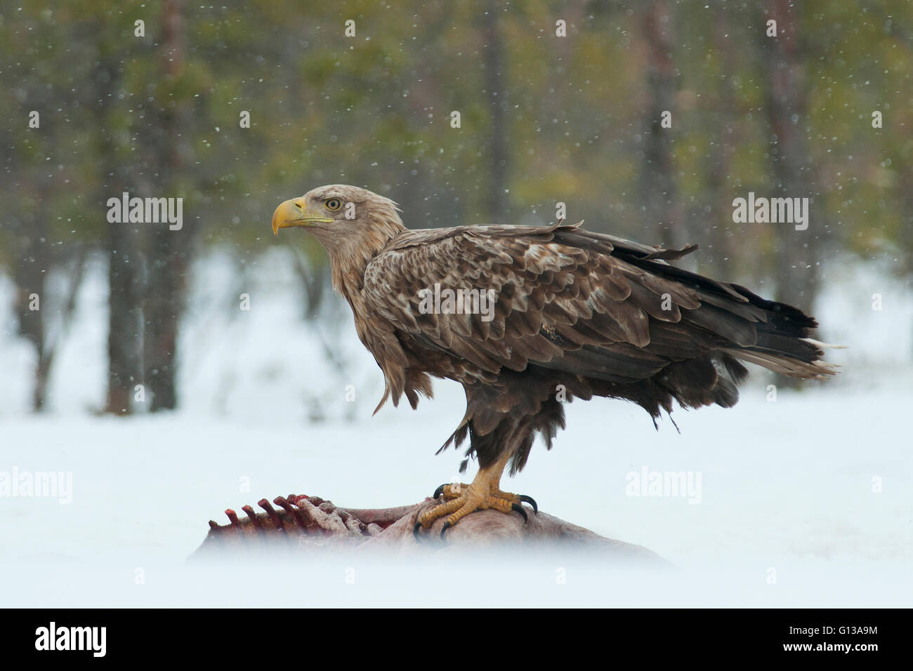 White-tailed Eagle feeding at the woods Stock Photo - Alamy
