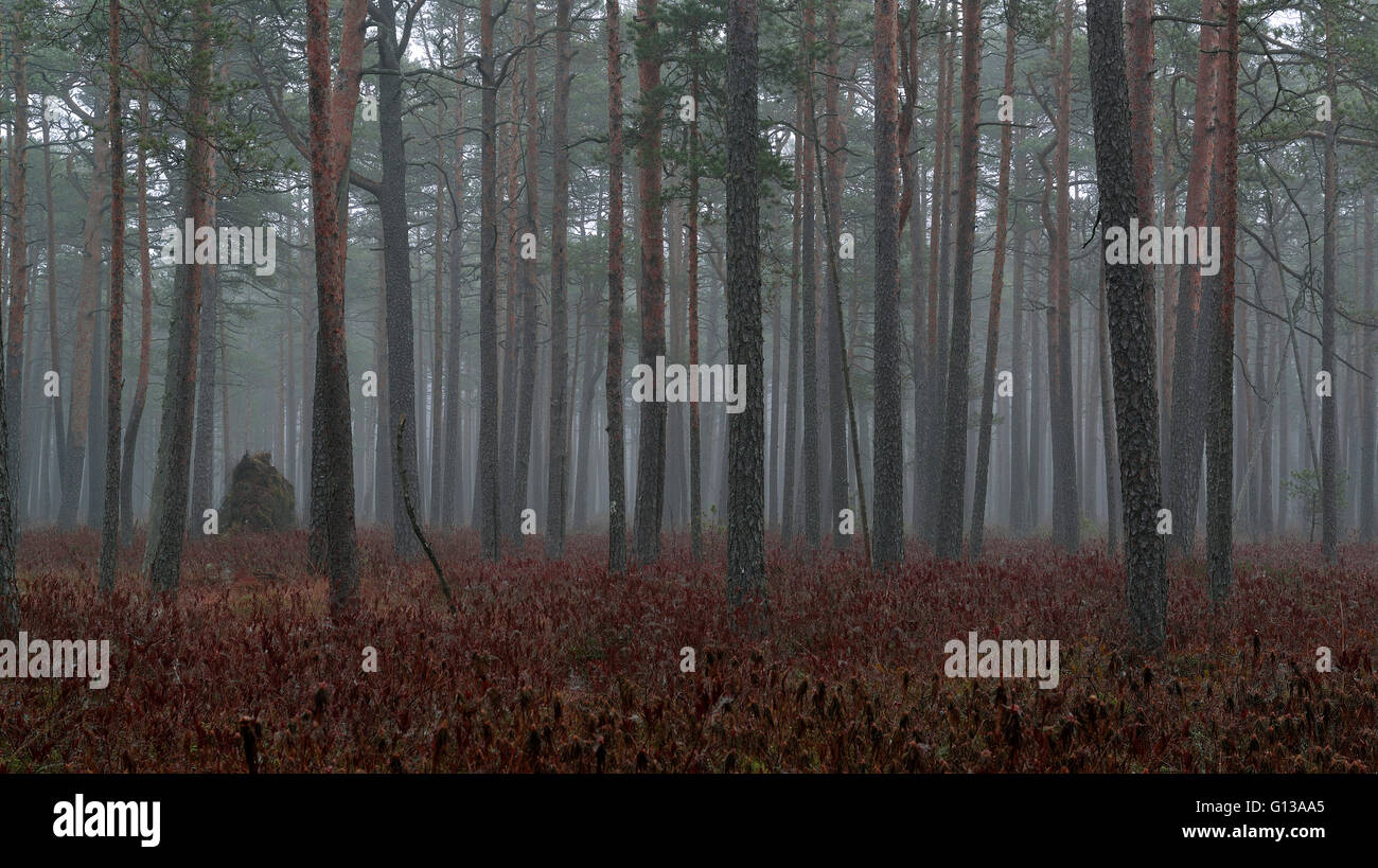 Mist and forest hi-res stock photography and images - Alamy