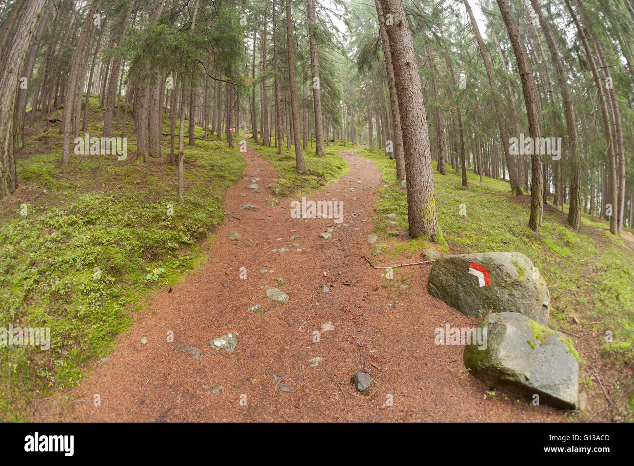 A single alpine path splits in two different directions. It's an ...