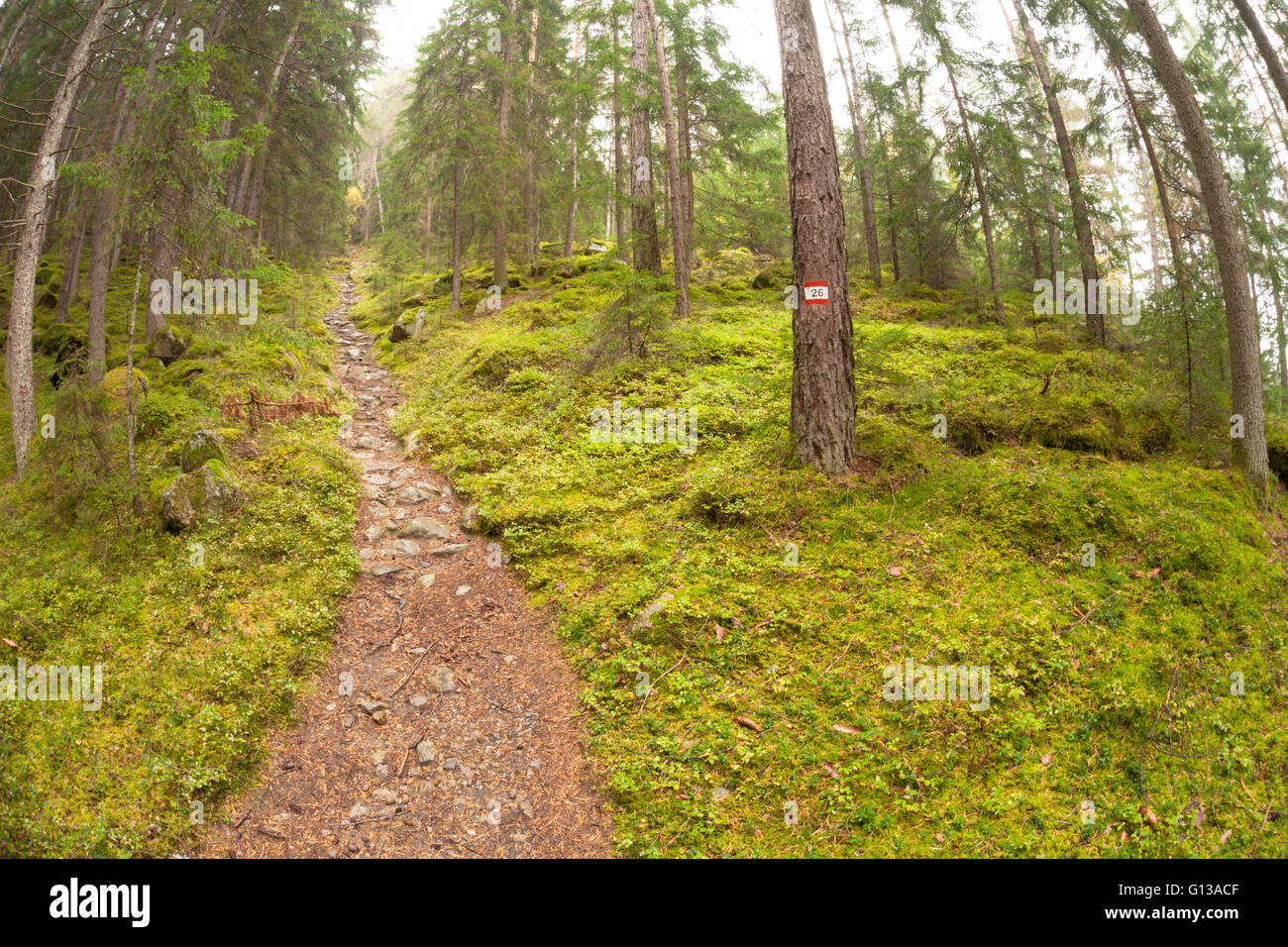 walking into the forest long a path in a cloudy day. No people around ...