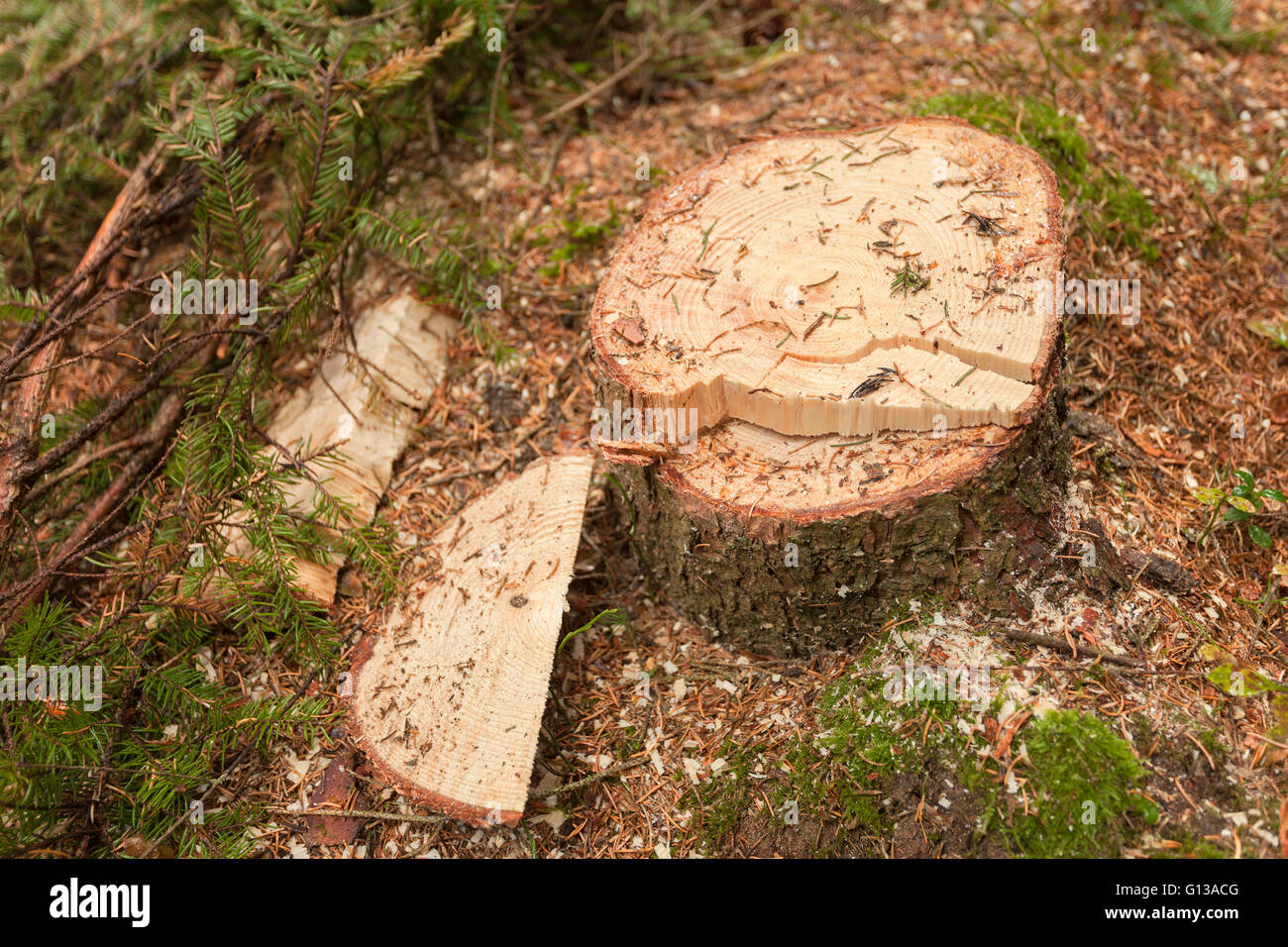 Cross section of a young pine tree Stock Photo - Alamy