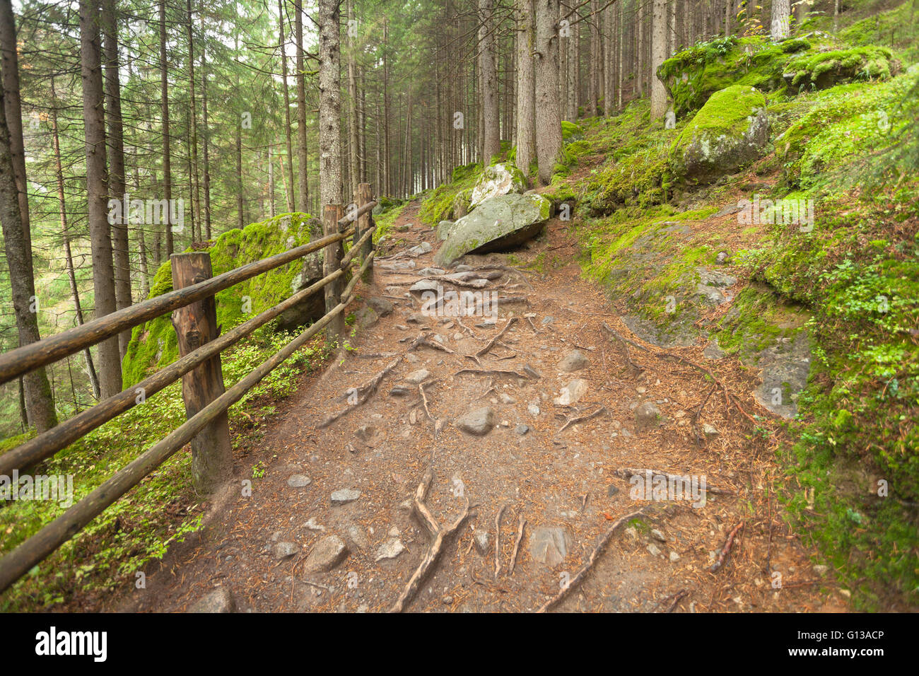 inside a typical forest of the Italian Alps a path brings you long the ...