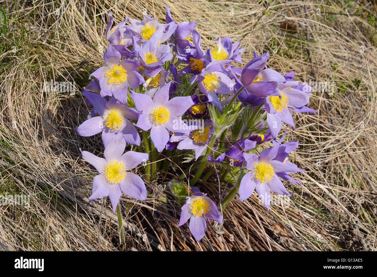 Blooming Bush Sleep-grass (lat. Pulsatilla patens Stock Photo - Alamy