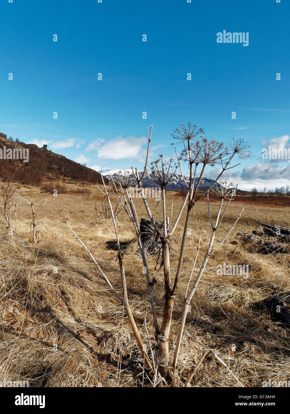 Almannagja fault line in the mid-atlantic ridge north american plate ...