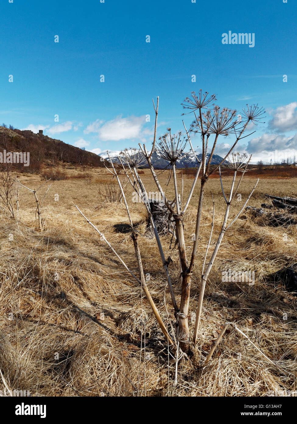 Almannagja fault line in the mid-atlantic ridge north american plate ...