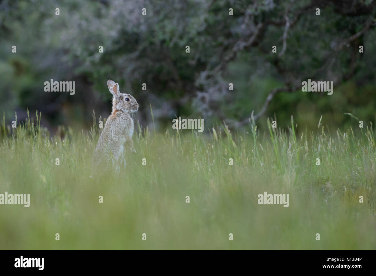 Rabbit in the grass Stock Photo - Alamy